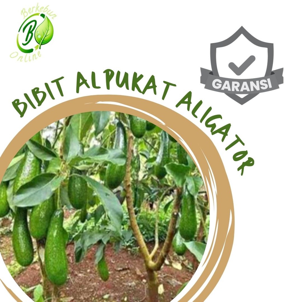 Jual Bibit Alpukat Aligator Super Sambung Pucuk Asli Buah Unggul Genjah ...