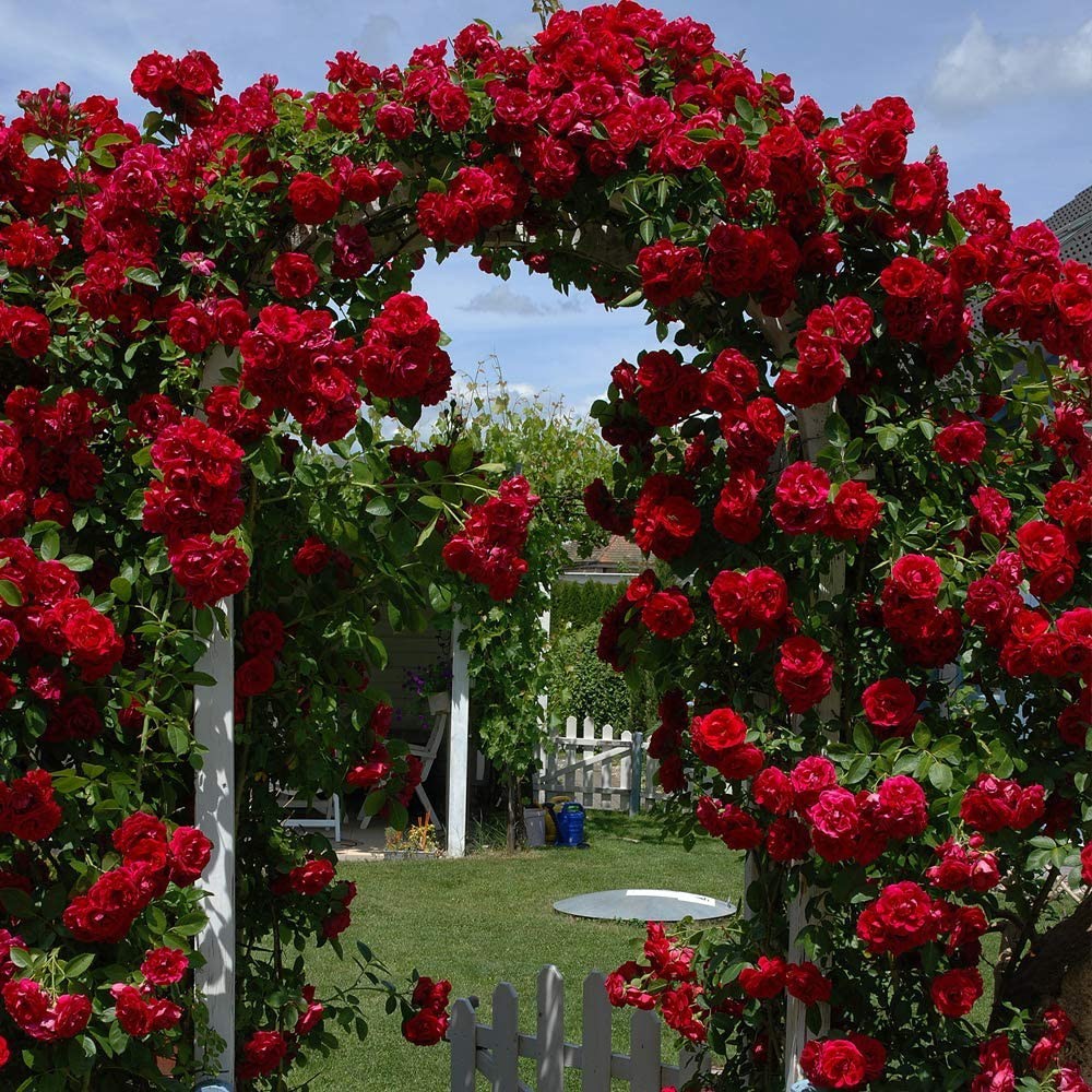 Jual 2 Bibit Mawar Rambat Merah Super Benih Bunga Red Rose Climbing ...