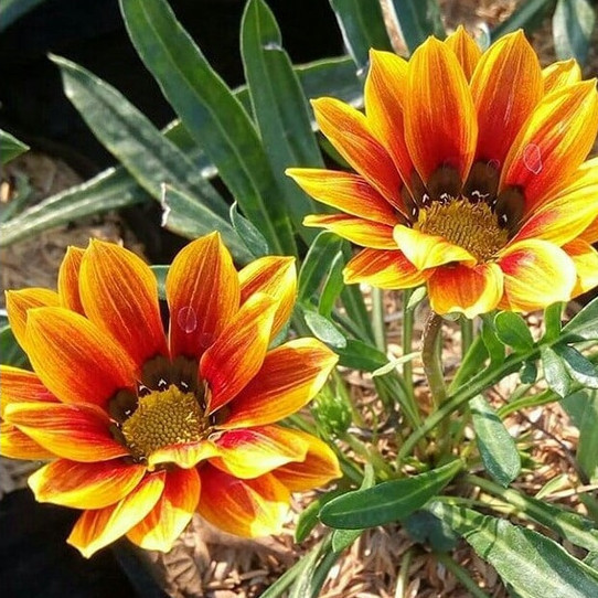 Jual Tanaman Hias Bunga GAZANIA Berbunga - Tanaman Pohon Bunga Hias ...