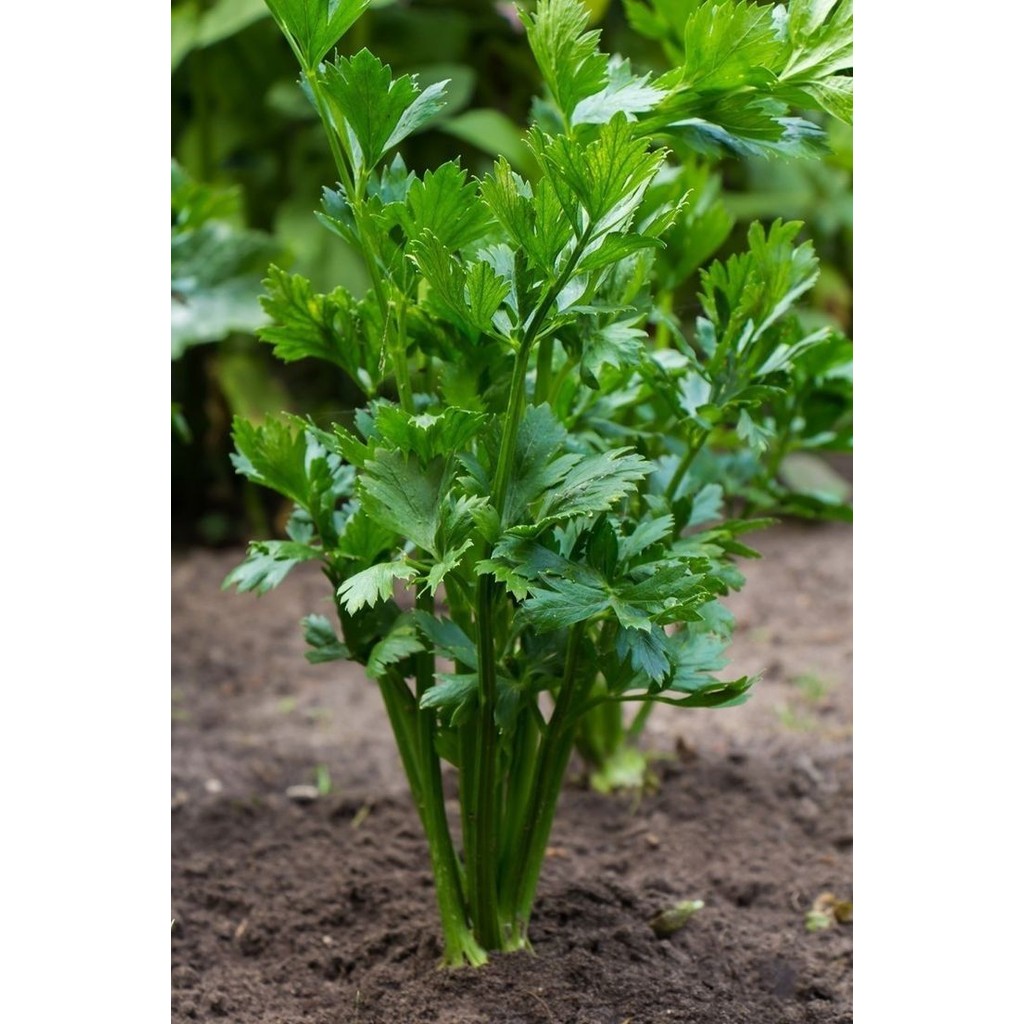 Jual Tanaman Sayur Sledri Seledri Kios Bunga Galaxy - Tanaman ...