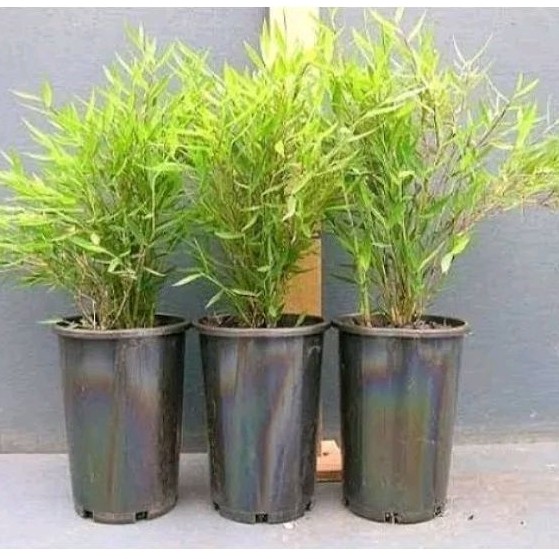 Jual Bunga hidup Tanaman Bambu Jepang Mini Rimbun Eleghant | Shopee ...