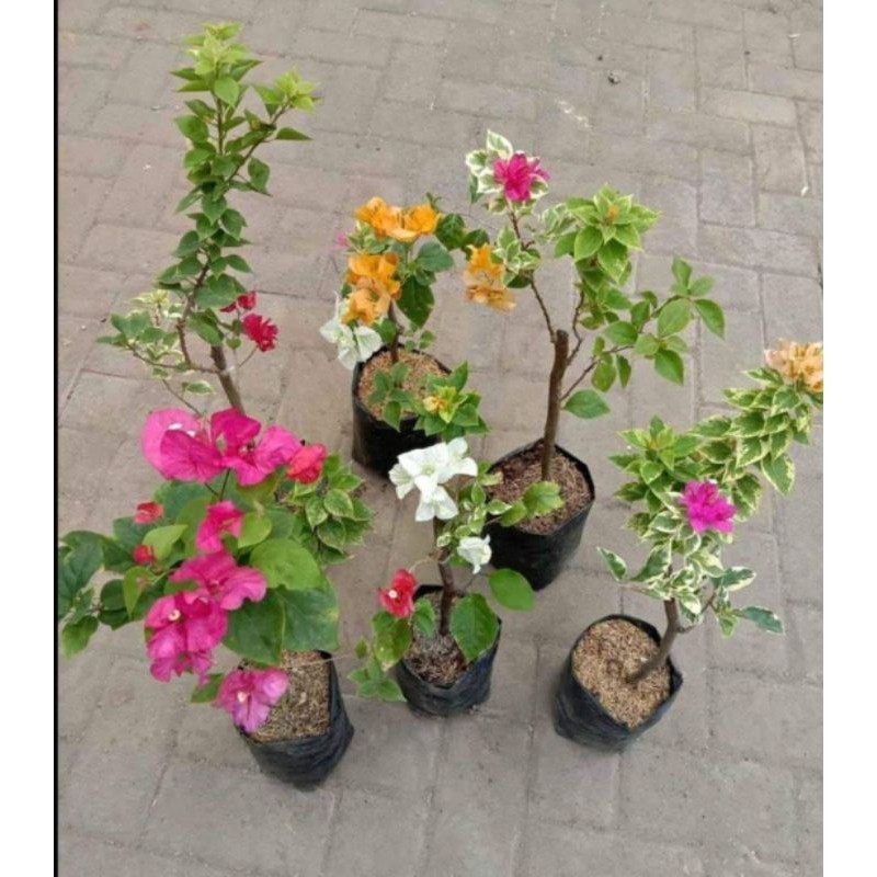 Jual Bugenvil Sambungan 2-3 Warna Berakar Rimbun | Shopee Indonesia