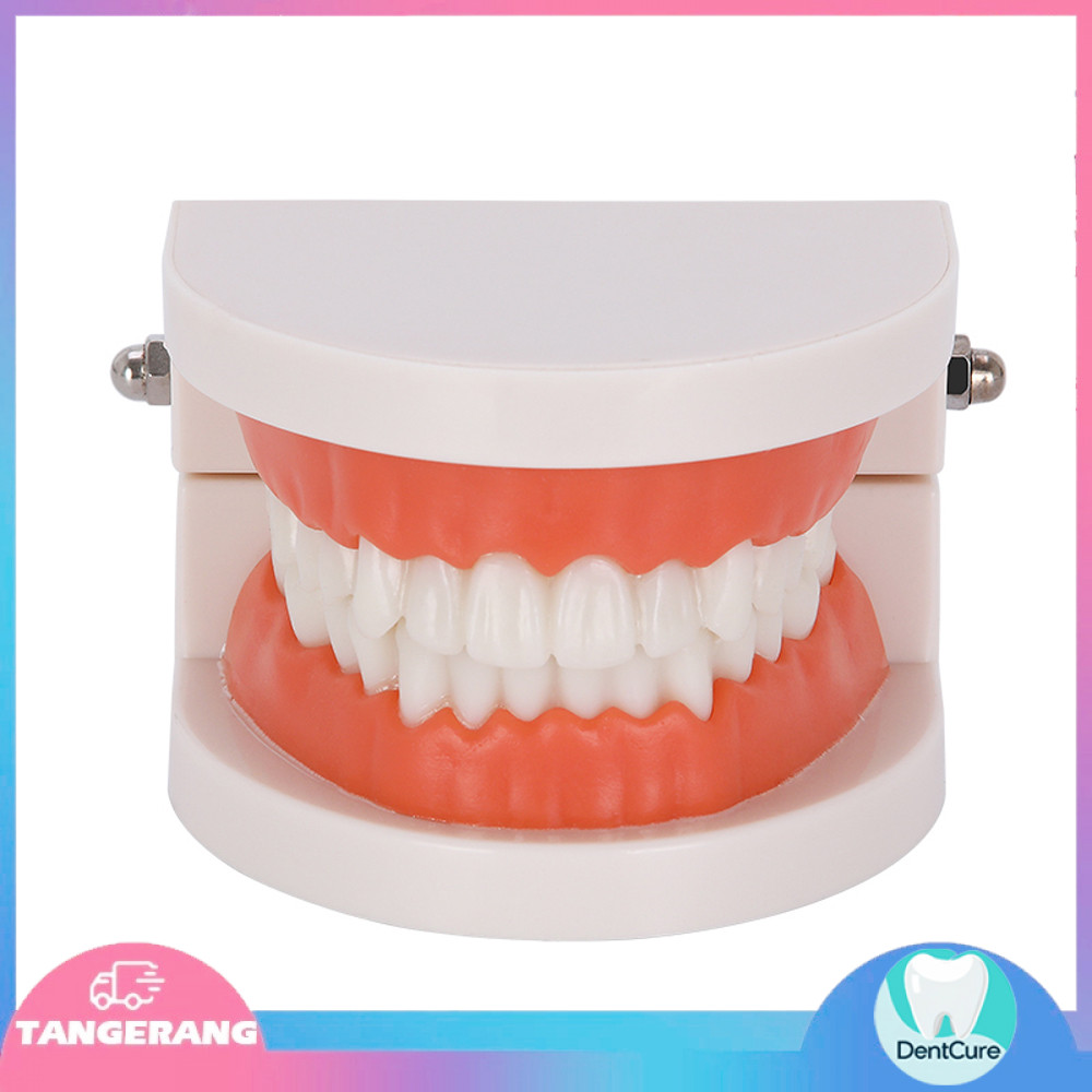 Jual Peraga Gigi Model Gigi Gigi Mainan Gigi Palsu Dental Model Study ...