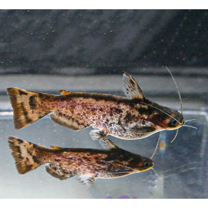 Jual Colombian Catfish / Driftwood Catfish / Ikan Lele Kolombia ...