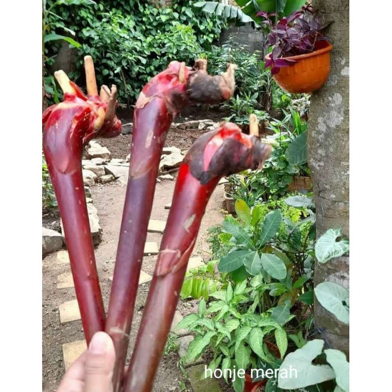 Jual Bibit bonggol kecombrang merah - Bibit honje merah siap tanam (STP ...