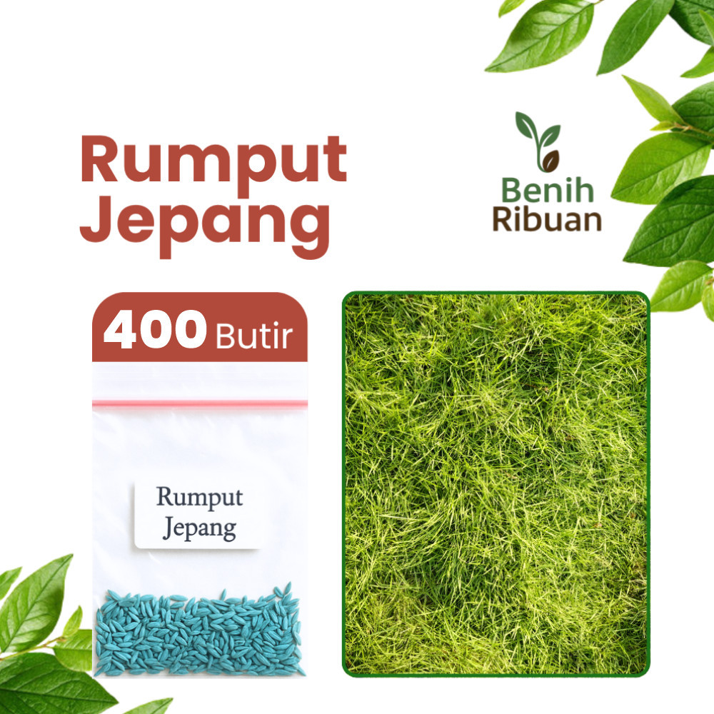 Jual Benih Bibit Rumput Jepang Berkualitas Bibit Benih Unggul Seribuan ...