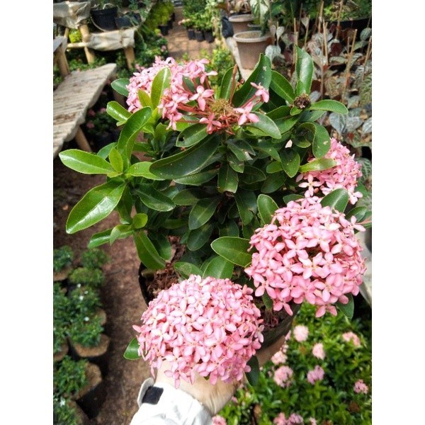 Jual Bunga soka pink / ixora chinensis | Shopee Indonesia