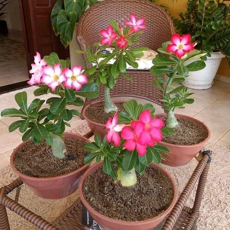 Jual ( BISA COD ) PROMO! Tanaman Hias Adenium Kamboja Jepang Tanaman ...