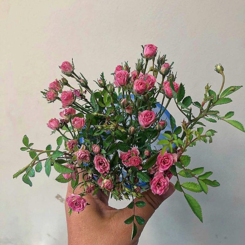Jual BIBIT TANAMAN BUNGA BABY ROSE COCOK DI POT UNTUK MENAMBAH ...