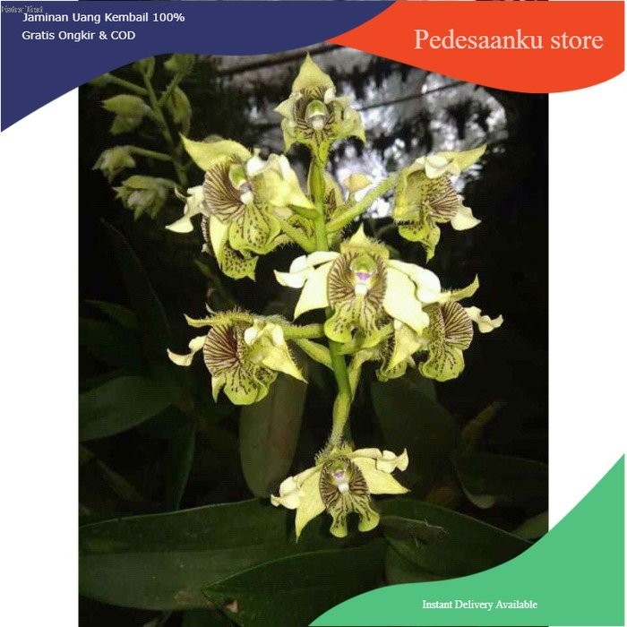 Jual Bibit Anggrek spesies Dendrobium macrophyllum - anggrek jambrut ...