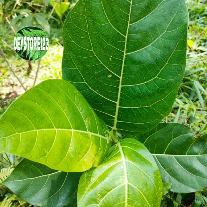 Jual Daun Awar Awar Segar Paket 1 kg | Shopee Indonesia