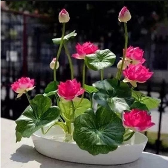 Jual Biji Benih Lotus Mini Bunga Teratai Varian Warna | Shopee Indonesia