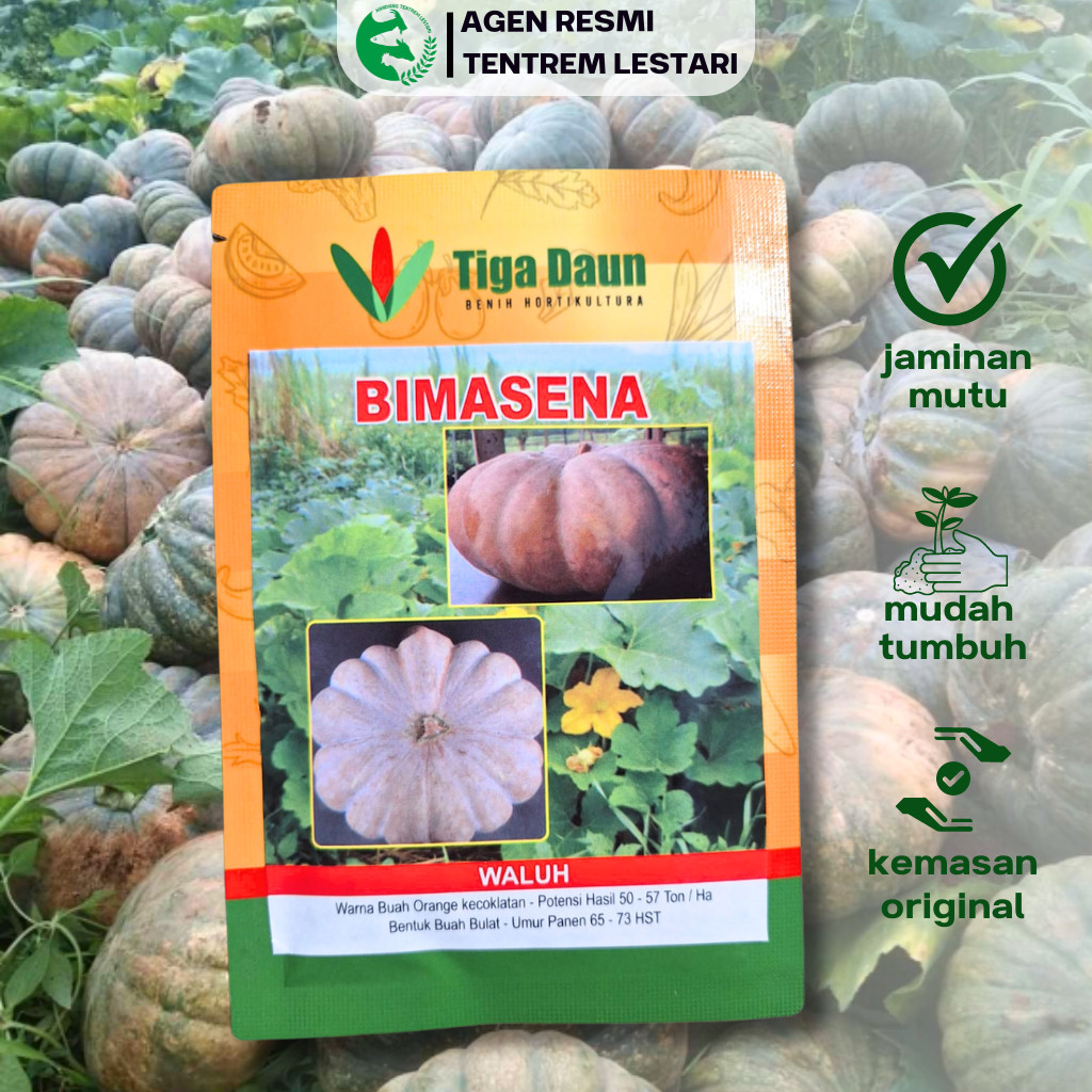 Jual Benih Labu Waluh BIMASENA 10 Gram Asli Cap TIGA DAUN Unggul ...