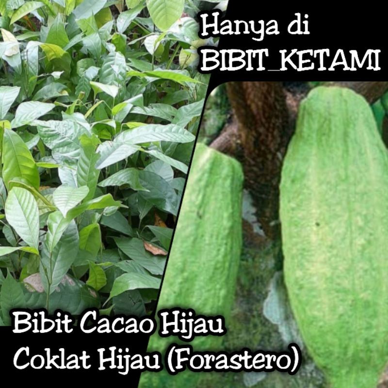 Jual Bibit Coklat Hijau (Cacao Forastero) - Kategori Standart (ORIGINAL ...