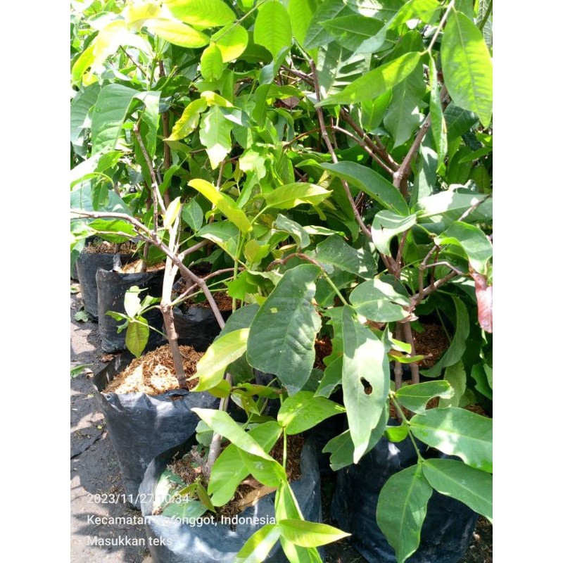 Jual BIBIT JAMBU GREEN GIANT CANGKOK | Shopee Indonesia