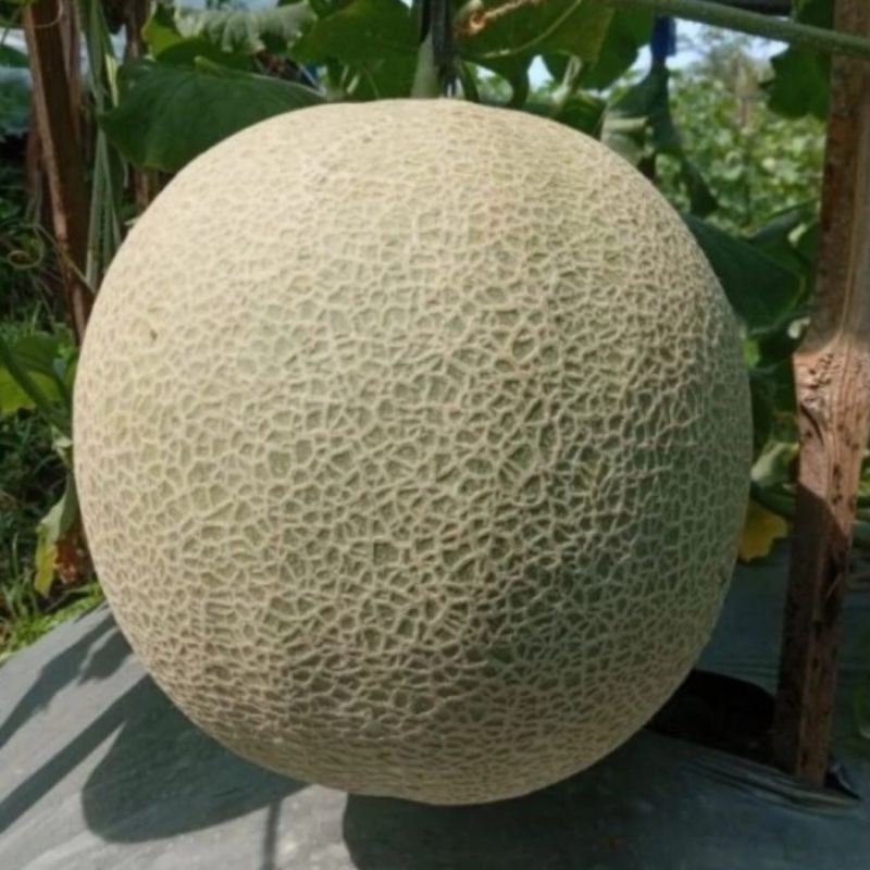 Jual 50 Benih Bibit Biji Melon F1 DELON 65 Oren, Import Hibrida Seeds ...