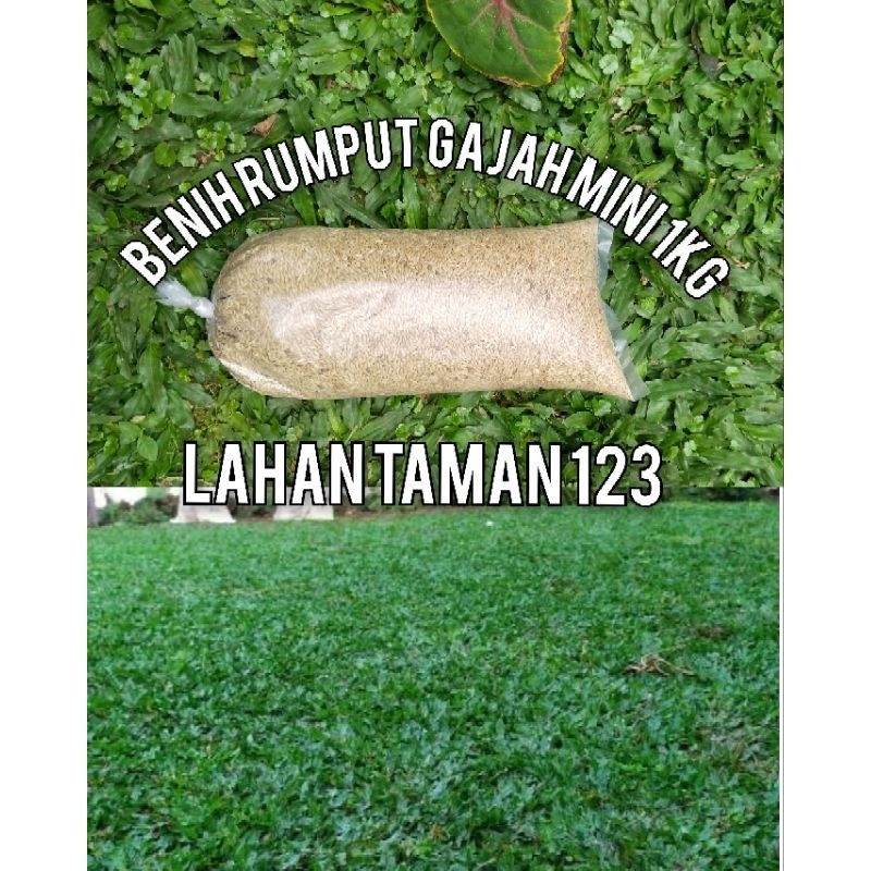 Jual terbaru!! benih rumput gajah mini 1kg | Shopee Indonesia