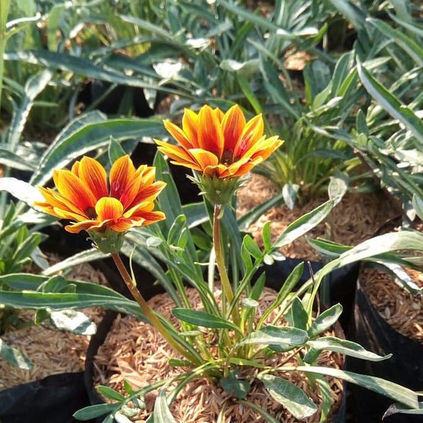 Jual Tanaman Hias Bunga GAZANIA Berbunga - Tanaman Pohon Bunga Hias ...