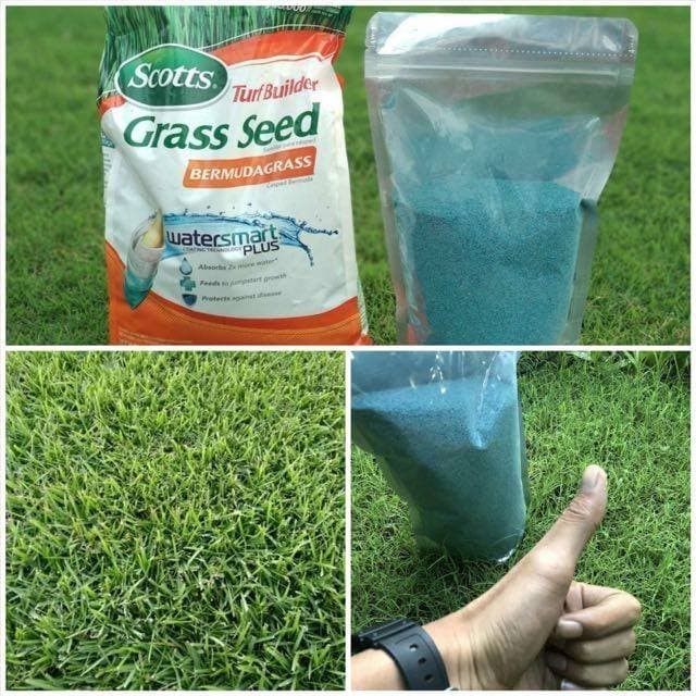 Jual Benih rumput golf - jepang & gajah mini 10 gram PREMIUM Benih ...