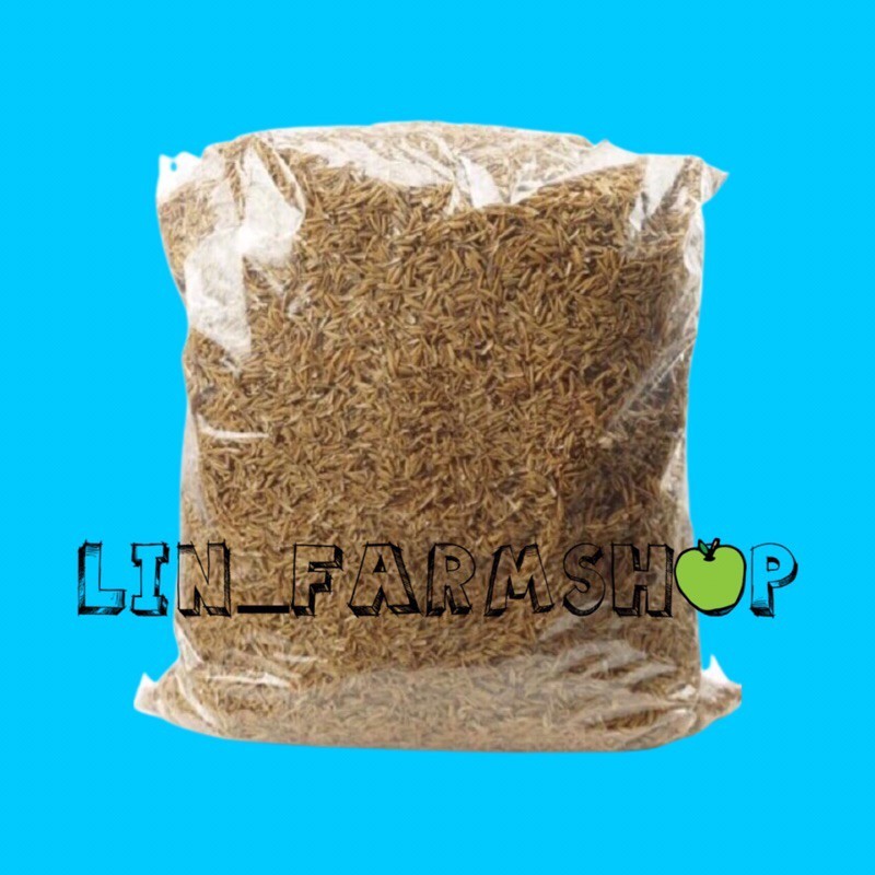 Jual SEKAM PADI KULIT PADI KULIT GABAH 500 GRAM | Shopee Indonesia