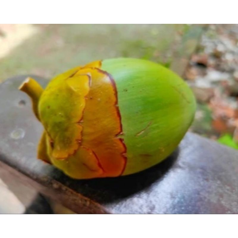 Jual Bululuk Buluruk - Tembuluk obat asam lambung | Shopee Indonesia