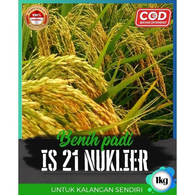 Jual BENIH PADI IS 21 NUKIER KWALITAS UNGGUL KEMASAN 1KG | Shopee Indonesia