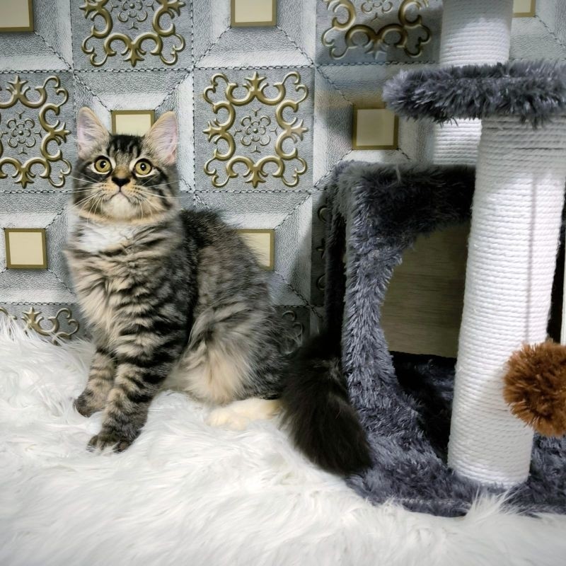 Jual Kucing Persia Anggora Himalaya Ragdoll Kitten | Shopee Indonesia