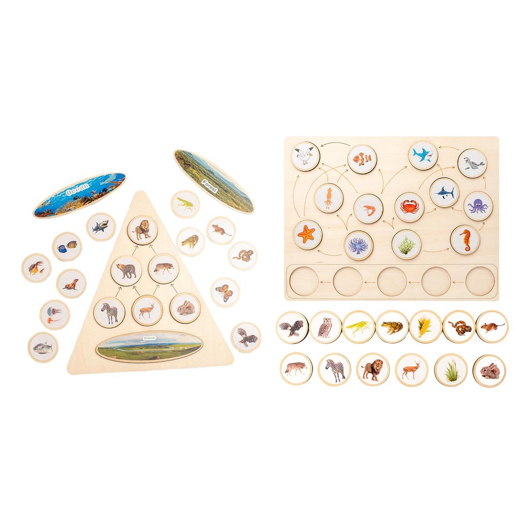 Jual Life Cycle Puzzle Kit, Cartoons Puzzles , Growth Stage Early ...