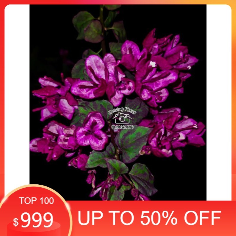 Jual MURAH BANGET Bougenville Black Maria (bibit) - Bunga Kertas ...