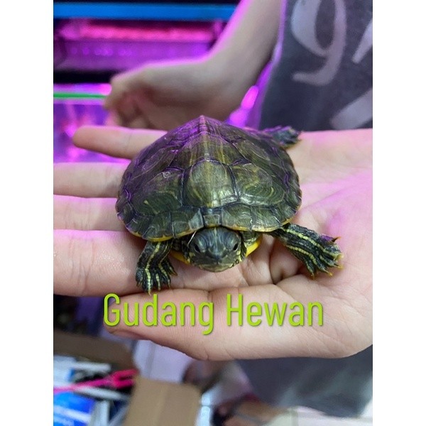 Jual (KHUSUS GOJEK) KURA-KURA BRAZILIAN BESAR - KURA AIR HIJAU BESAR ...