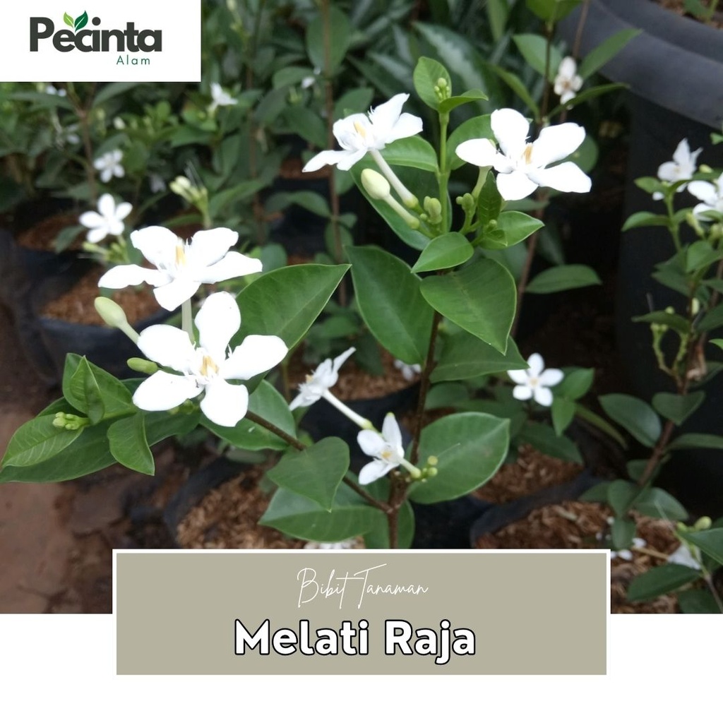 Jual Bibit Tanaman Hias Bunga Melati Raja Jasmine Tanaman Hias Hidup ...