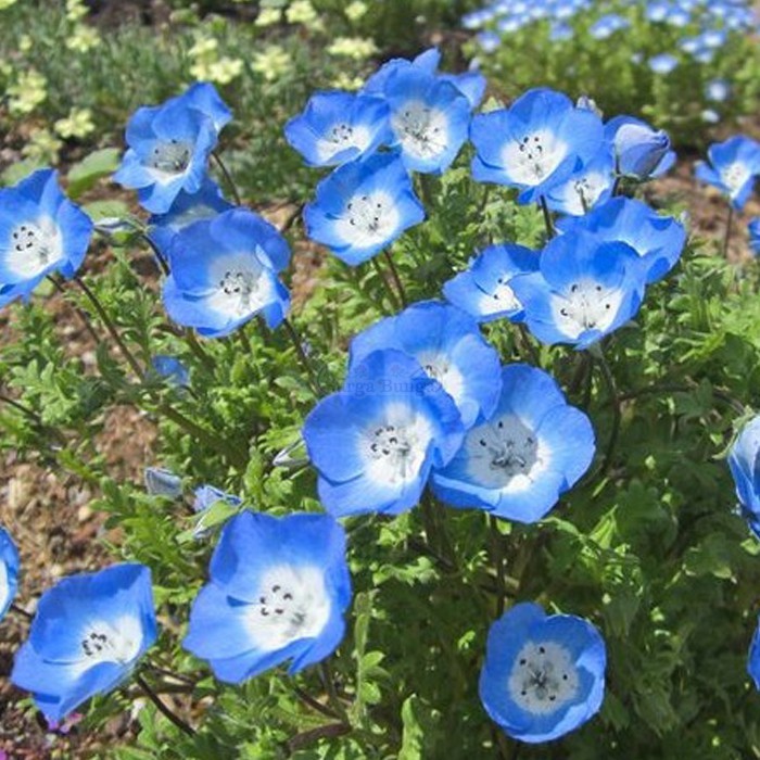 Jual Tanaman Hias Bunga Baby Blue Eyes - Tanaman Nemophila - BUNGA BABY ...