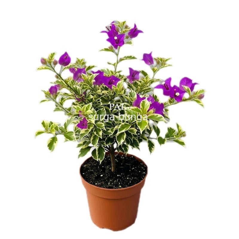 Jual bibit bunga Bougenville variegata ungu ukuran 20-30cm id varigata ...