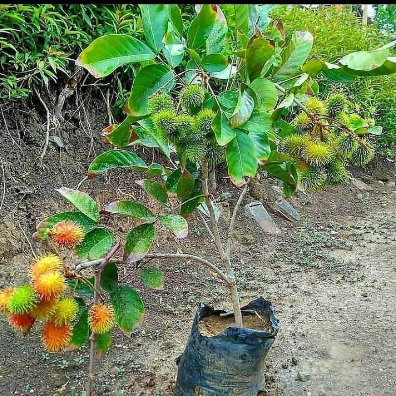 Jual bibit rambutan rapiah super | Shopee Indonesia