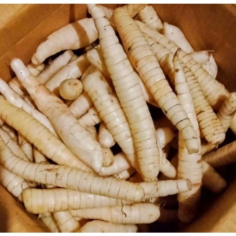 Jual Umbi garut-umbi terigu-sagu segar 1kg COD Berkah_Alam_96 | Shopee ...