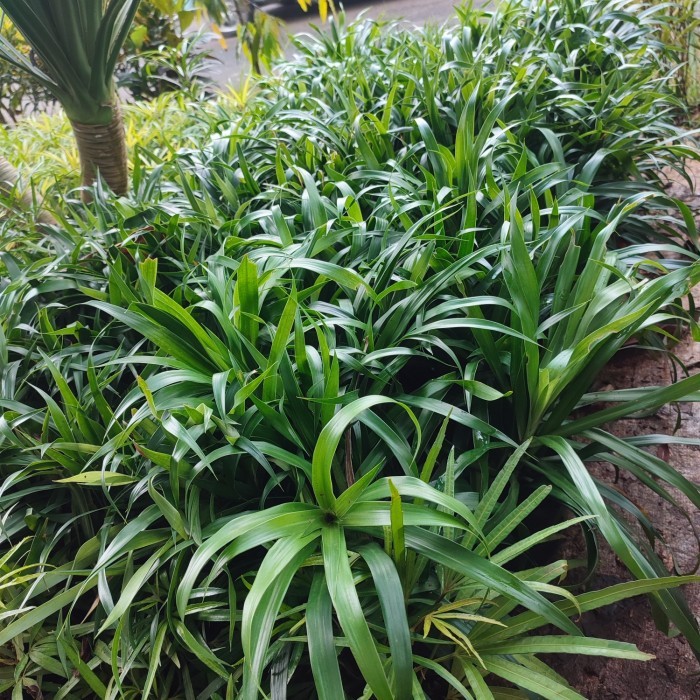 Jual tanaman suji putih belut/pohon pandan Suji hijau | Shopee Indonesia