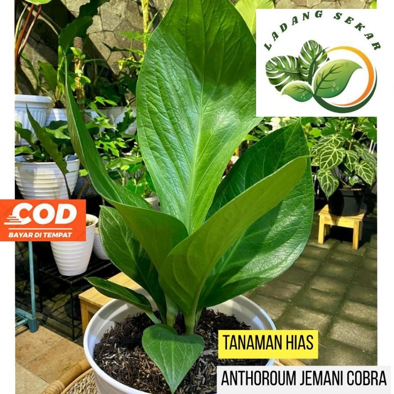 Jual Tanaman Hias Anthurium Jemani Cobra Catalog Roset - Anthorium jemani Cocok Untuk Interior ...