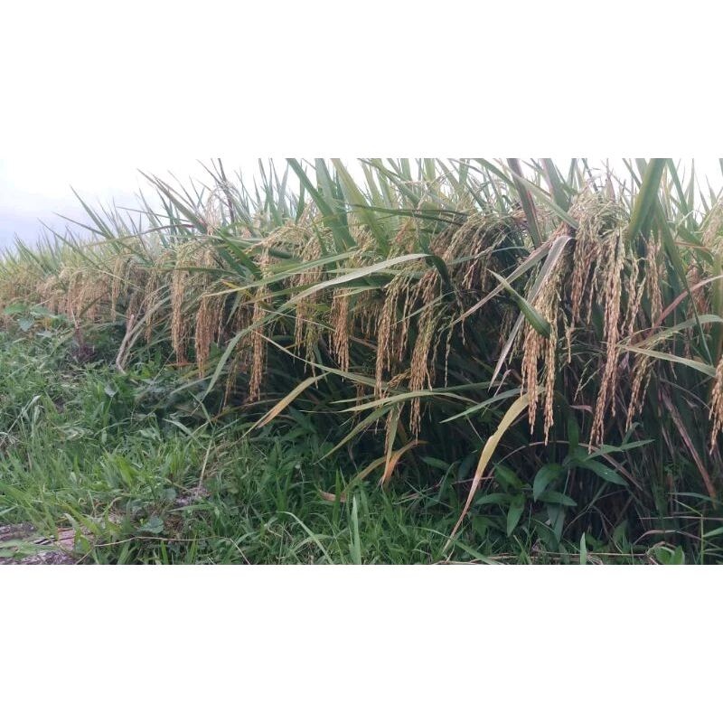 Jual BIBIT PADI PADI DAN BENIH PADI Benih Padi Ngaos Mawar 5kg PREMIUM ...