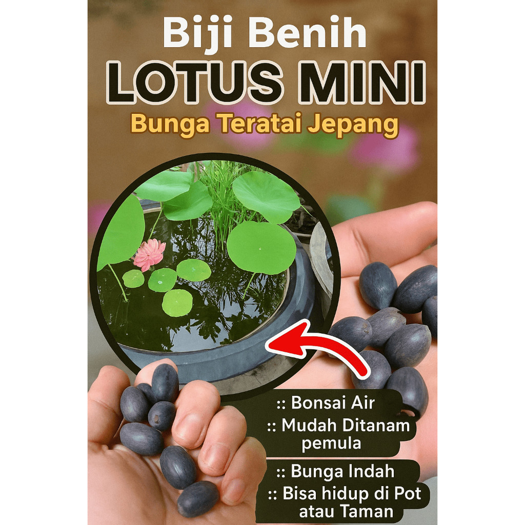 Jual AHS - 10 Butir Benih Bibit Biji Teratai Aquatic Plant Benih Lotus ...