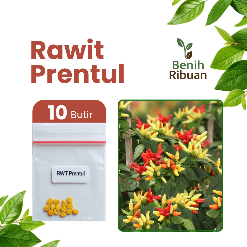 Jual Benih Bibit Unggul Cabai Rawit Prentul Cabe Mini Pedas Berkualitas ...