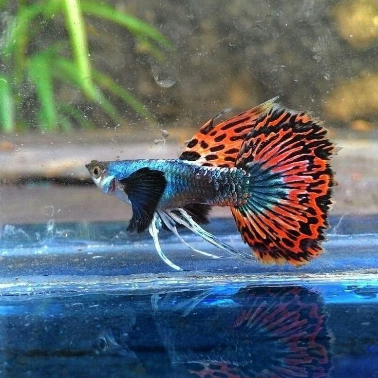Jual guppy prembe beli 5 gratis 1 ikan gupi gopi prembe big ...