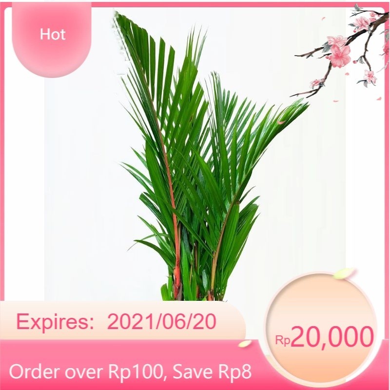 Jual ( BISA COD ) PROMO Tanaman Hias Palm Merah - Pohon Palem Merah ...