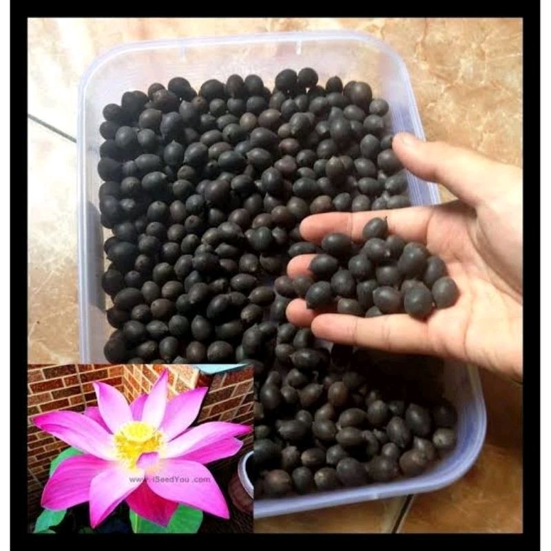Jual Biji Buah Teratai Lotus Miks Siap Tanam Bibit Biji Siap Tebar ...