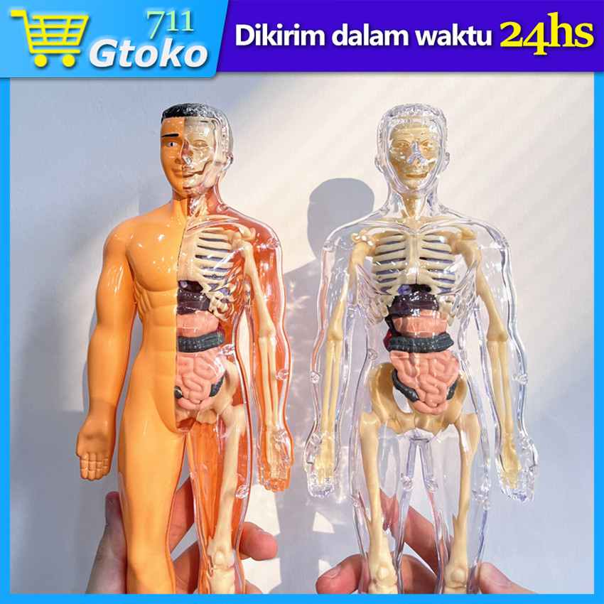 Jual Human Body Anatomy Model Mainan Anak Belajar Organ Tubuh Manusia Skeleton, Body, Heart ...