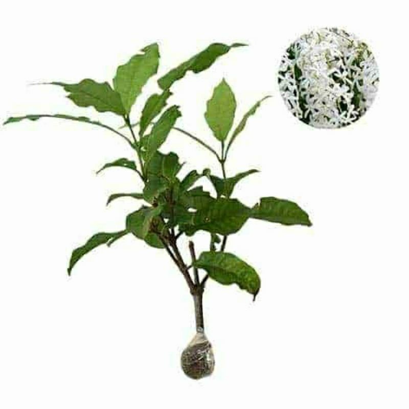 Jual Bunga Merambat Petrea-Tanaman Hias Merambat Bunga Petrea-Bunga ...