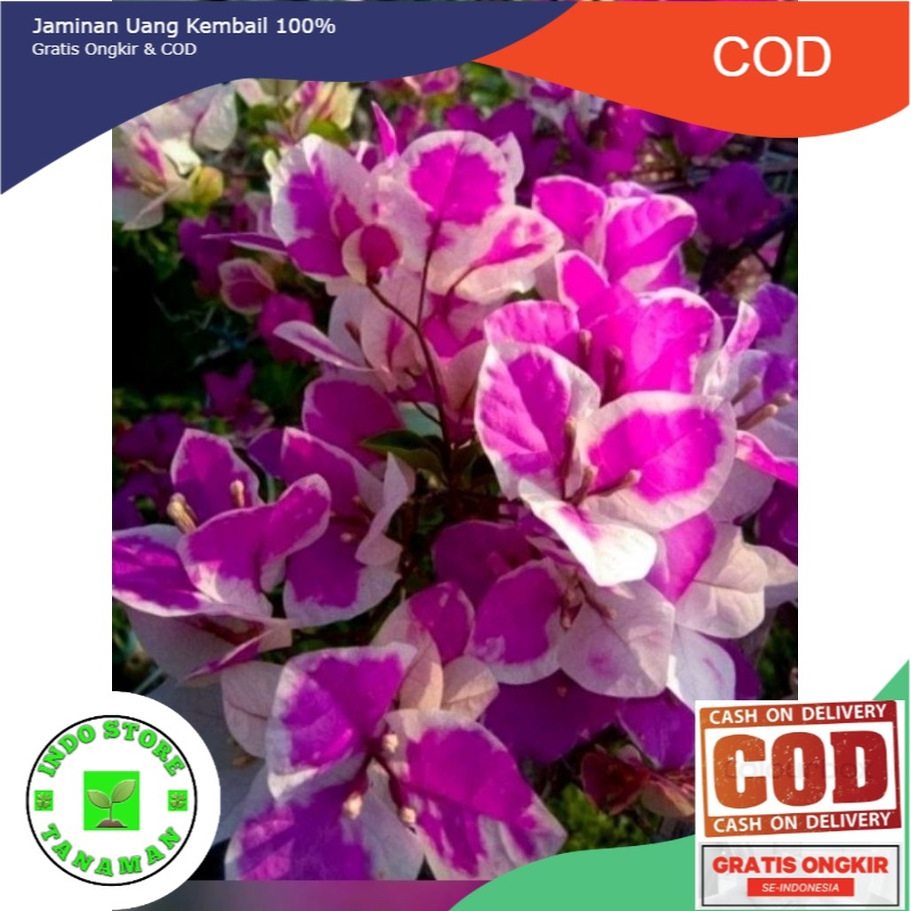Jual Tanaman hias Bunga Bugenvil bi bit ori (COD) | Shopee Indonesia