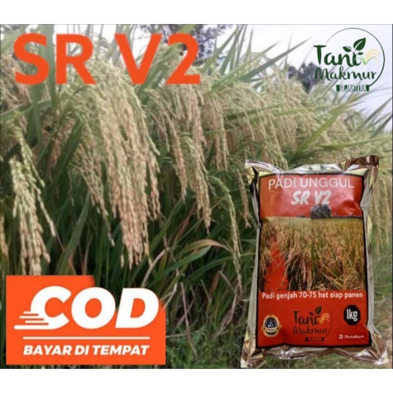 Jual Benih Bibit Padi Unggul SR V2 Super Genjah Kemasan 1Kg | Shopee Indonesia