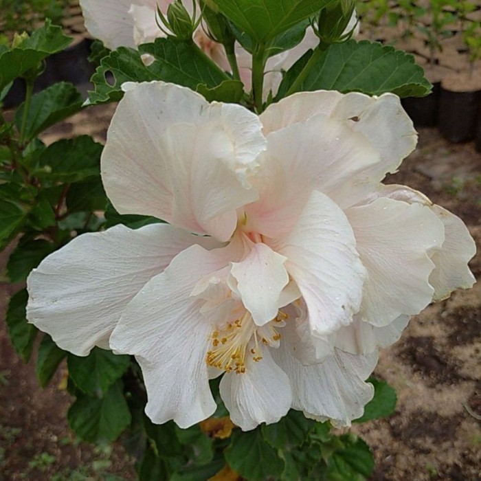 Jual POHON KEMBANG SEPATU BUNGA TUMPUK PUTIH/TANAMAN HIAS KEMBANG ...