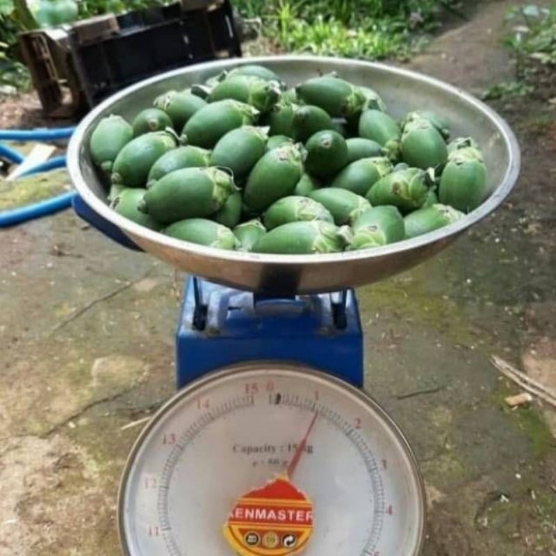 Jual Pinang Muda / Jambe Muda Berkualitas 1 Kg | Shopee Indonesia
