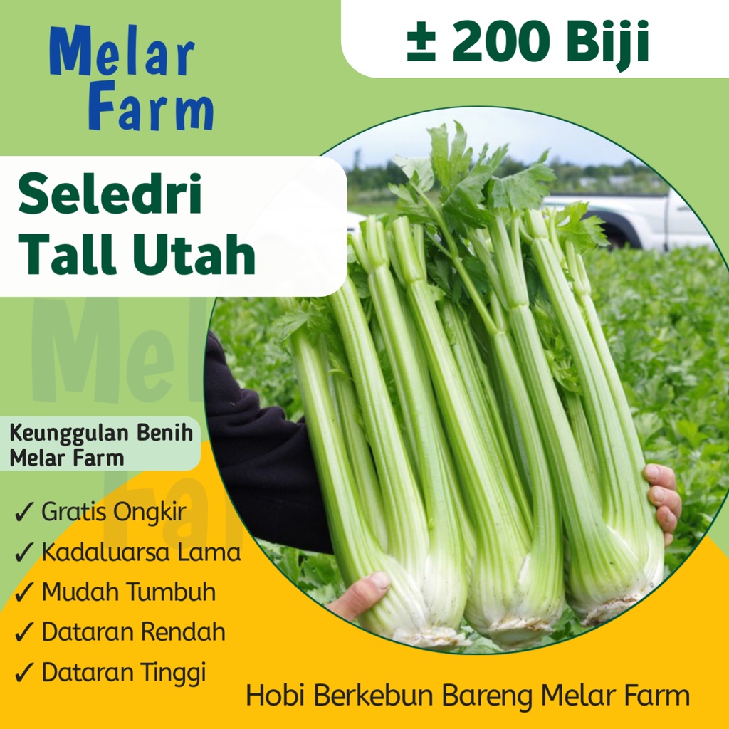 Jual Melar Farm - 200 Bibit Sayuran Seledri Batang Besar Tall Utah ...